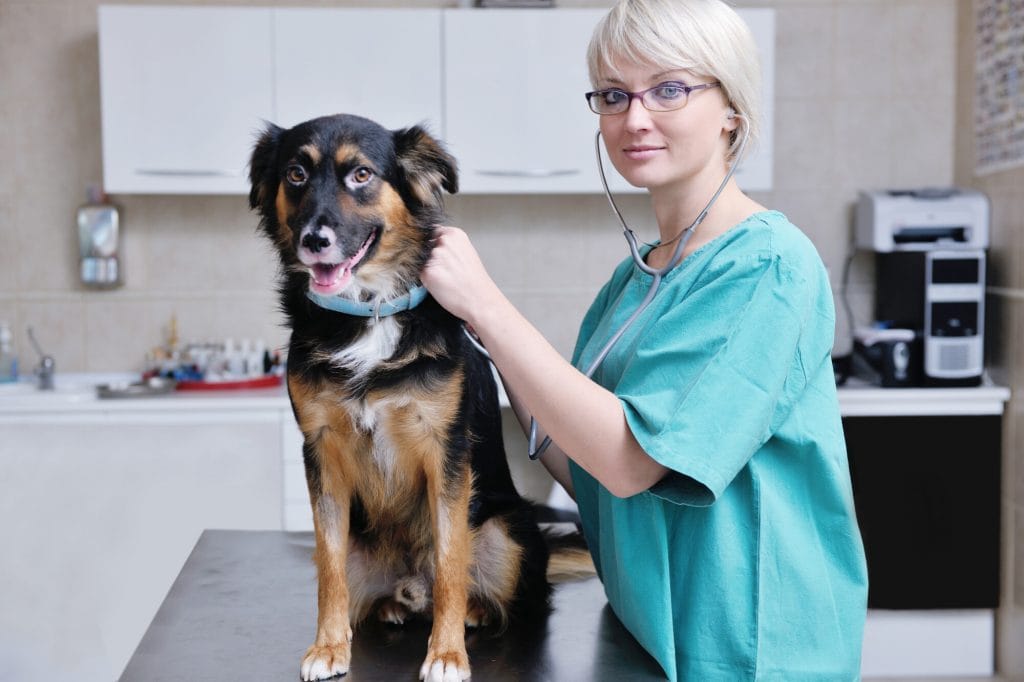 6 Jobs That Allow You To Work With Animals Trending Us 6 Jobs That Allow You To Work With Animals Trending Us
