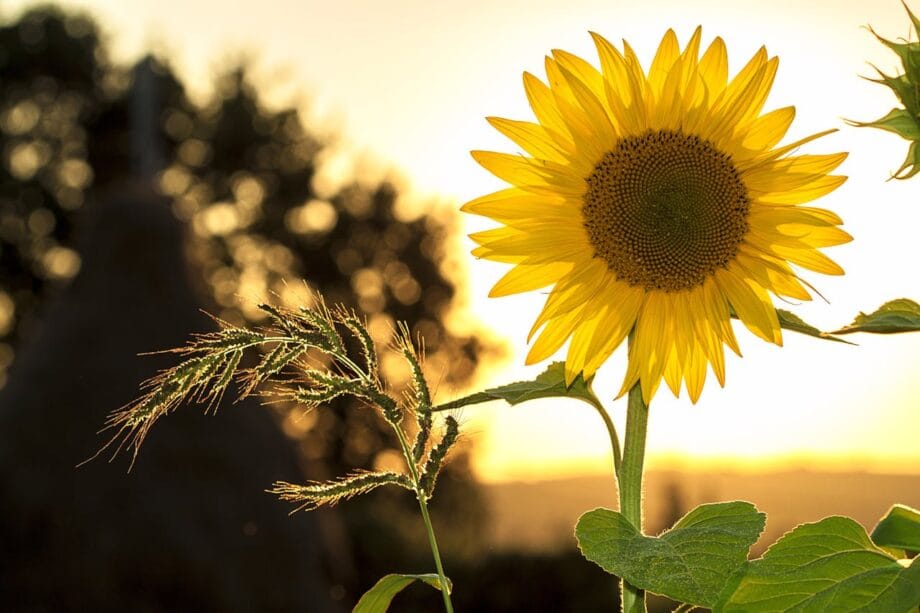 60+ Top Summer Inspirational Quotes for Instagram — Trending Us