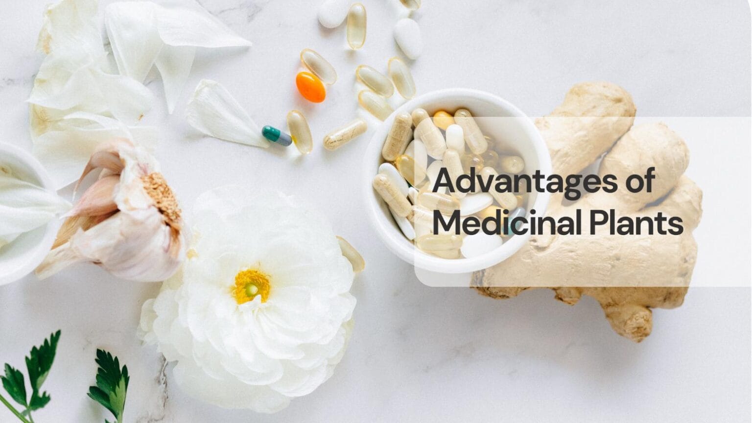 77+ Medicinal Plant Names and Their Advantages — Trending Us