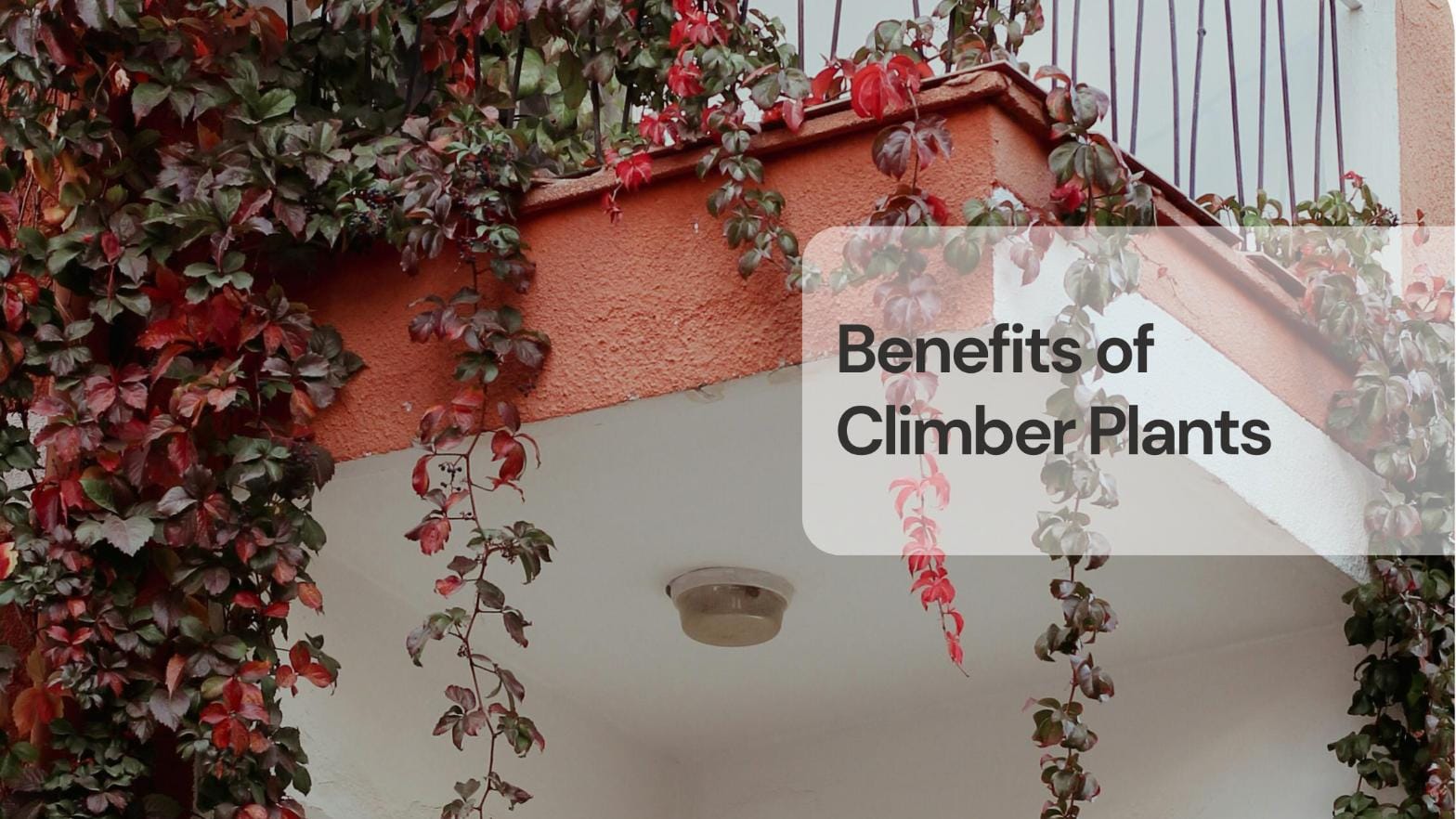 80+ Best Climber Plants Names You Might Love — Trending Us