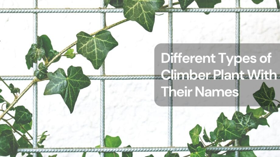80+ Best Climber Plants Names You Might Love — Trending Us