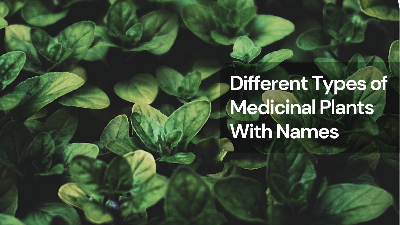 77+ Medicinal Plant Names and Their Advantages — Trending Us