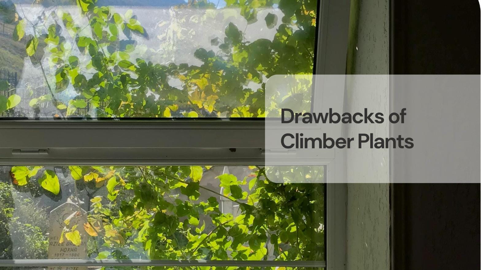 80+ Best Climber Plants Names You Might Love — Trending Us