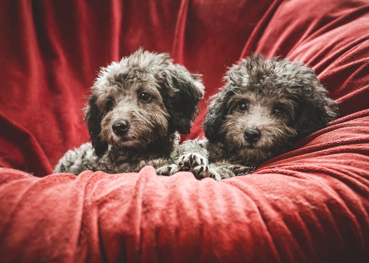 100+ Girl Dog Names for Your Furry Princess — Trending Us