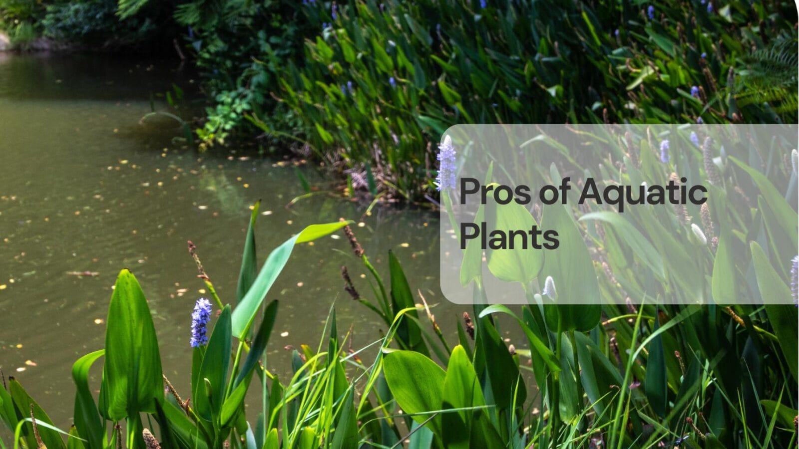 Beneath the Waves: Exploring Aquatic Plants and Their Names — Trending Us