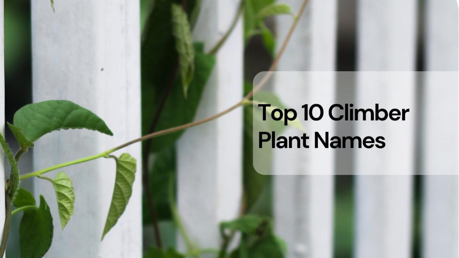 80+ Best Climber Plants Names You Might Love — Trending Us