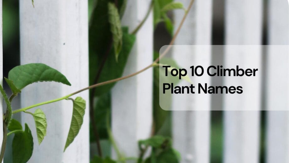 80+ Best Climber Plants Names You Might Love — Trending Us