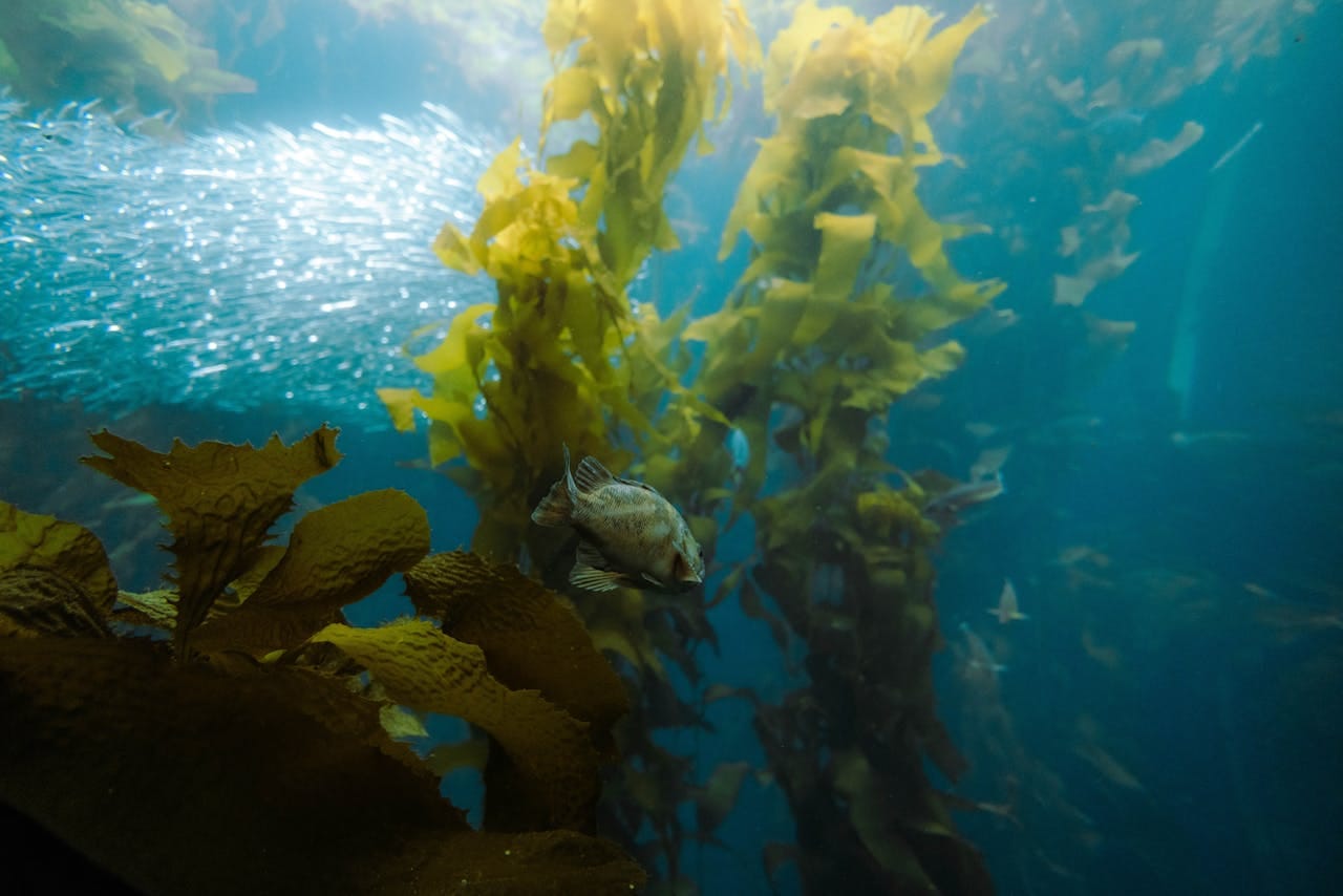 60+ Best Underwater Plant Names That You Should Know — Trending Us