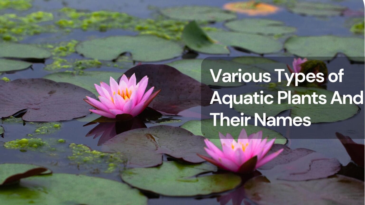 Beneath the Waves: Exploring Aquatic Plants and Their Names — Trending Us