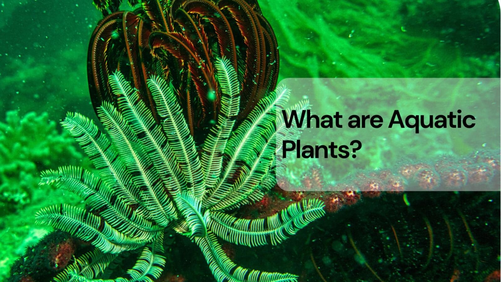 Beneath the Waves: Exploring Aquatic Plants and Their Names — Trending Us