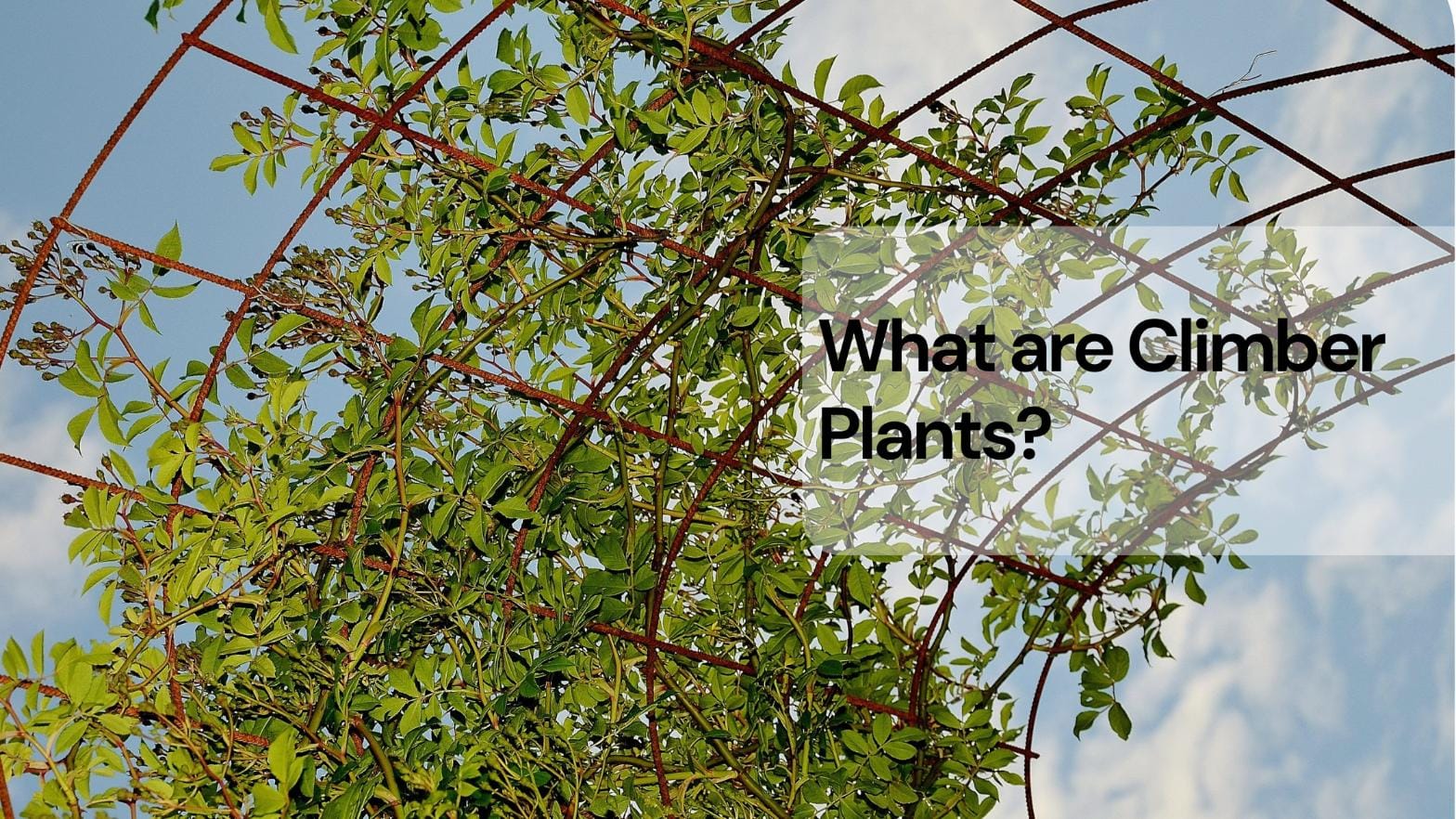 80+ Best Climber Plants Names You Might Love — Trending Us