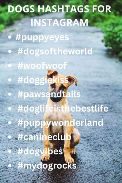 90+ Cute Dog Hashtags for Instagram to Post — Trending Us