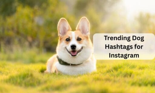 90+ Cute Dog Hashtags for Instagram to Post — Trending Us