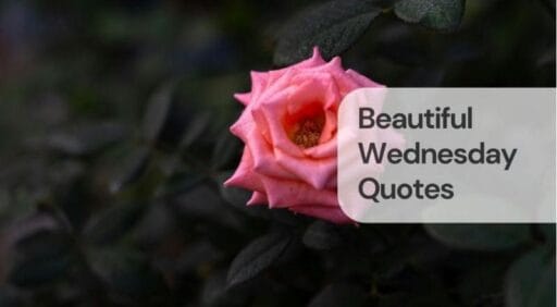 75+ Top Positive Wednesday Quotes for Instagram — Trending Us